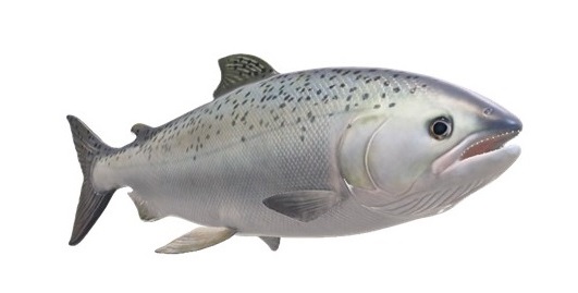 ATLANTIK FISCH - Bistro