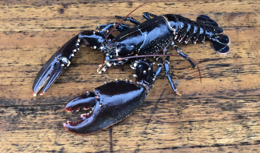 ATLANTIK FISCH - Hummer gekocht oder lebend Online kaufen - Express Versand