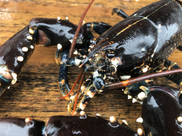 ATLANTIK FISCH - Hummer gekocht oder lebend Online kaufen - Express Versand