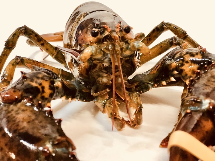 ATLANTIK FISCH - Hummer lebend kaufen | Hamburg